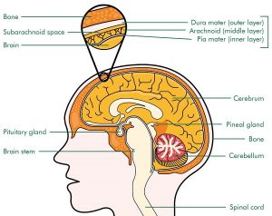 Pineal Body Function - What is the Pineal Gland and its purpose?